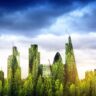 Optimisez Votre Sol Sableux: Guide Complet pour une Terre Fertile ...