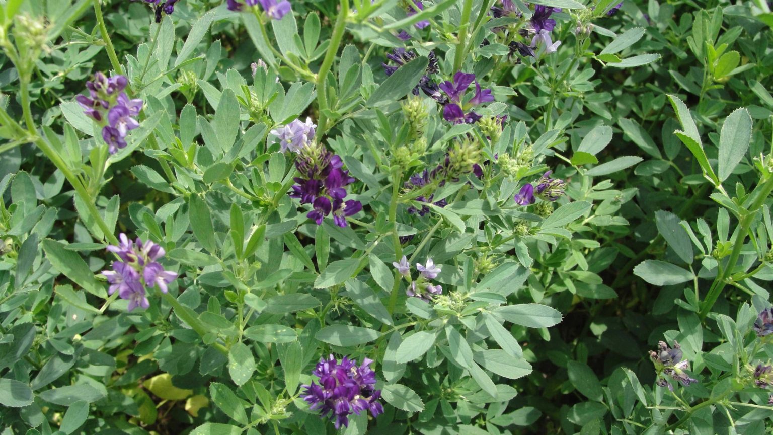 Les 10 miracles de la Luzerne comme engrais pour votre jardin | Maison ...