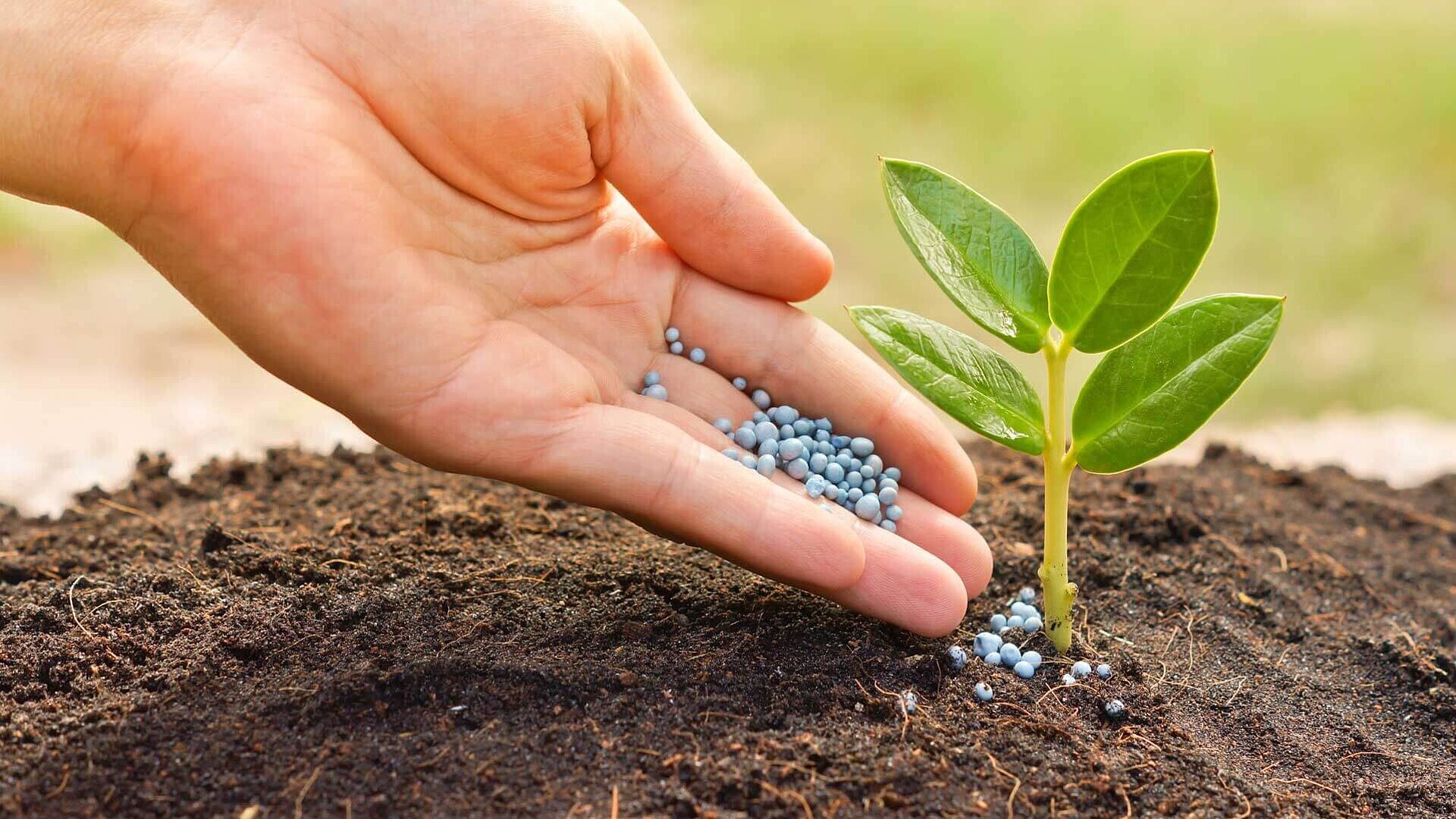 Comment choisir le bon engrais biologique pour son jardin (en ...
